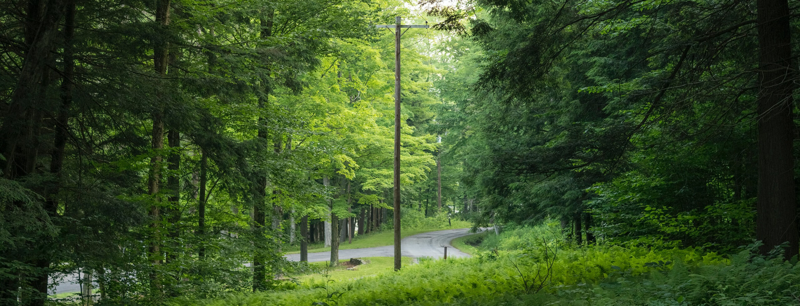 What Is Utility Vegetation Management and Why Is It Important ...