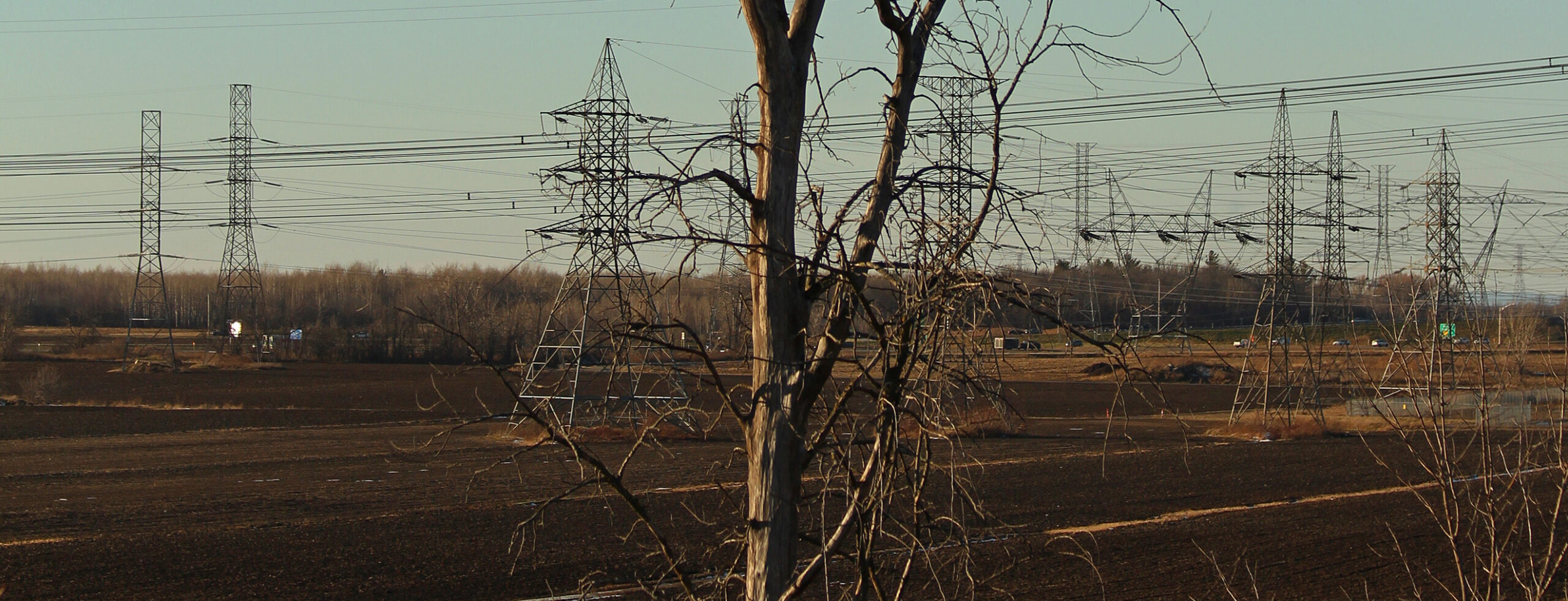 5 Tips for Saving a Tree on Your Property - Townsend Tree Service